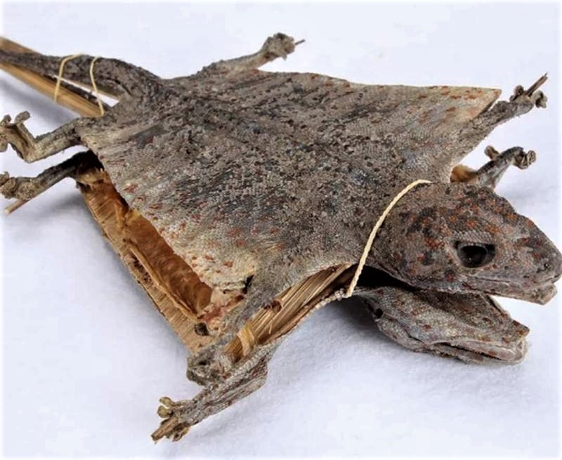 Ge Jie | Gecko Lizard | Tokay